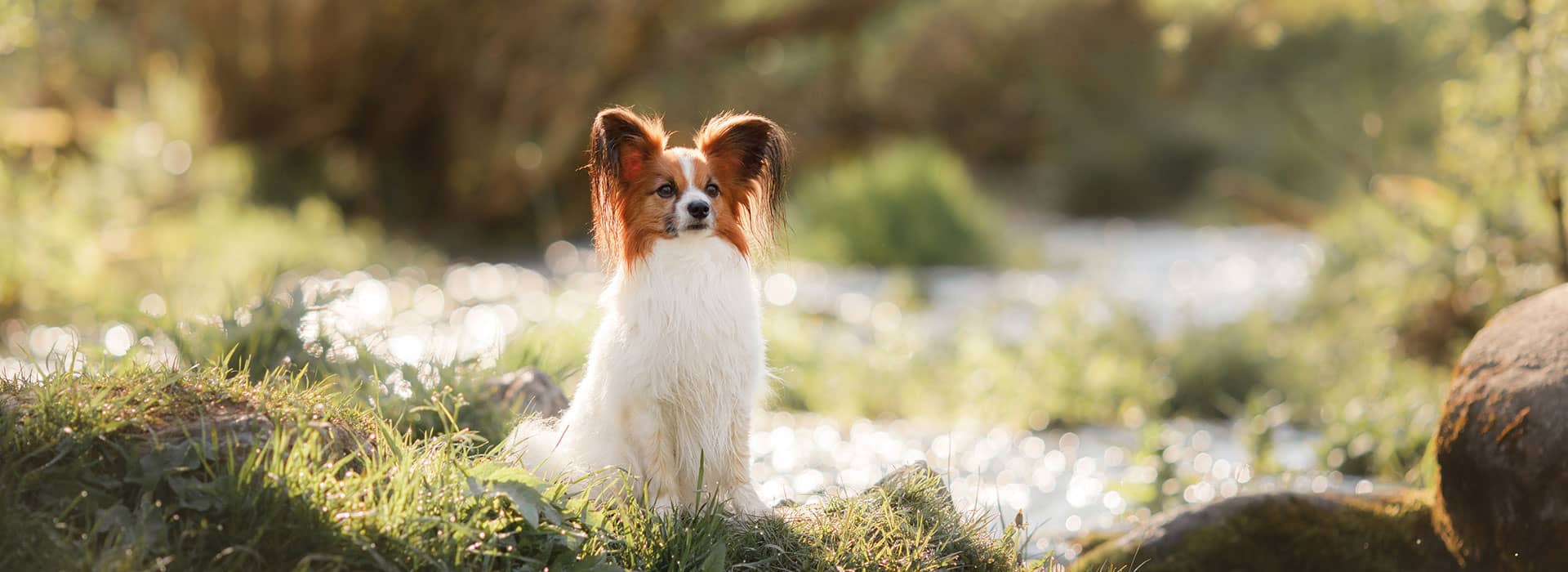 Lexington Animal ClinicFear Free Lexington Animal Clinic lexington-animal-clinicfear-free-lexington-animal-clinic